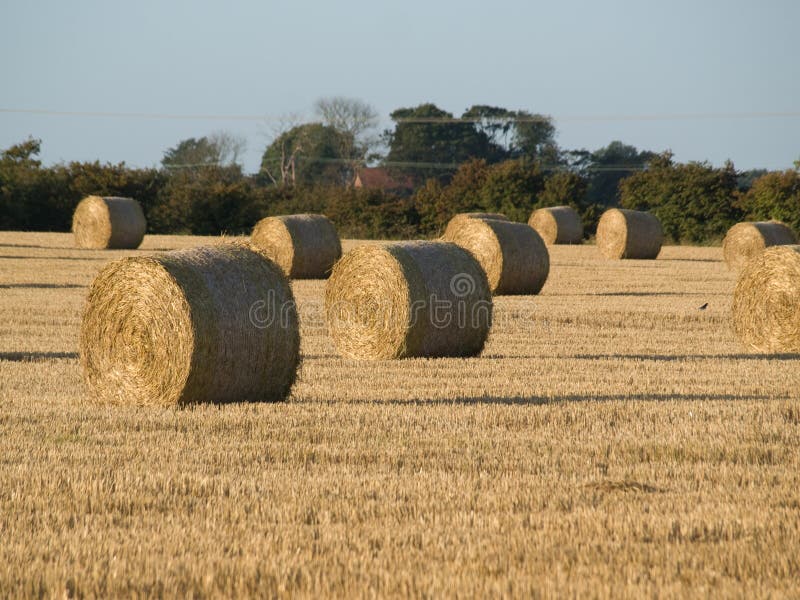 Bales of straw stock image. Image of field, farming, healthy - 10778487