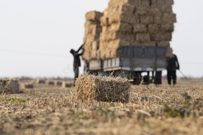Bales straw stock image. Image of tractor, work, stubble - 297547227