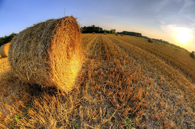 Bales of Straw after Harvest Grain at Sunset Stock Photo - Image of ...
