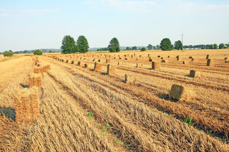 Bales of straw stock photo. Image of straw, sunshine - 57531772
