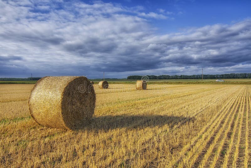 Bales of Straw Lie on the Field after Harvest. Fluffy Clouds are ...