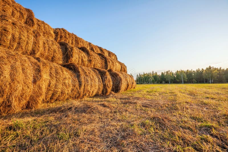 Bales of straw stock image. Image of bale, light, nature - 49524539