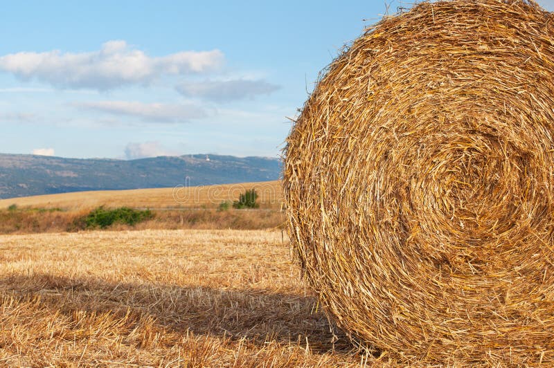 Bales of Straw in the Wheat Fields Stock Image - Image of grow, grain ...