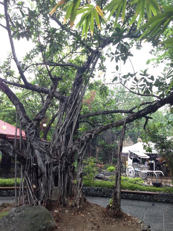 Balete tree stock image. Image of tree, balete, showing - 72472721