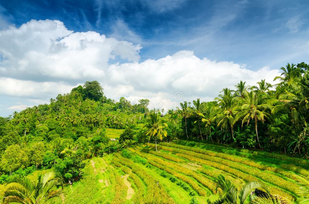 Bali stock image. Image of bali, farm, asia, food, east - 29531101