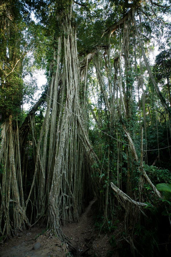 Bali Banyan Tree in Tropical Forest Stock Image - Image of candidasa ...