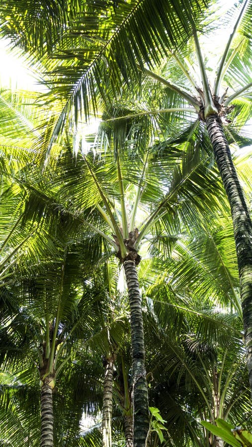 Botanic Fruit and Vegetables Stock Image - Image of vacation, palm ...