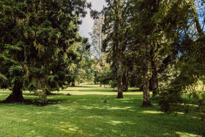 Bali Botanic Park Giant Trees Indonesia Stock Photos - Free & Royalty ...