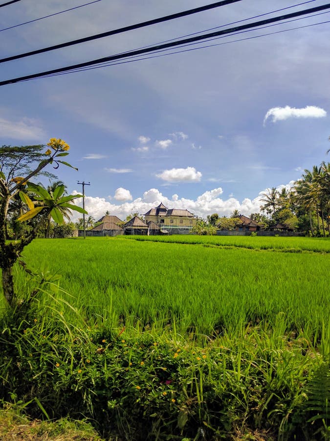 Bali Countryside Scene Stock Photos - Download 1,547 Royalty Free Photos