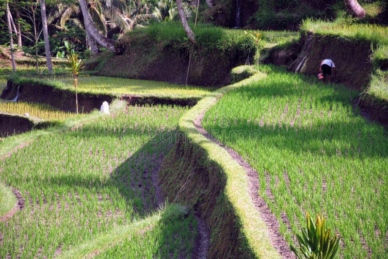 Bali Countryside, Indonesia Stock Photo - Image of panoramic, scene ...