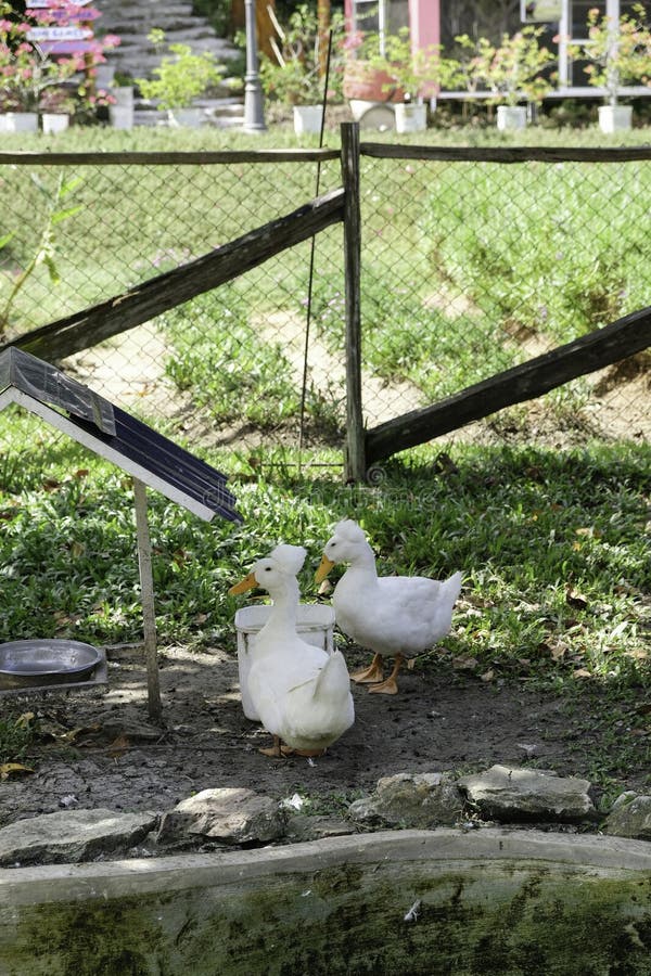 Bali Crested Duck in the Zoo Stock Image - Image of bali, bird: 376721303