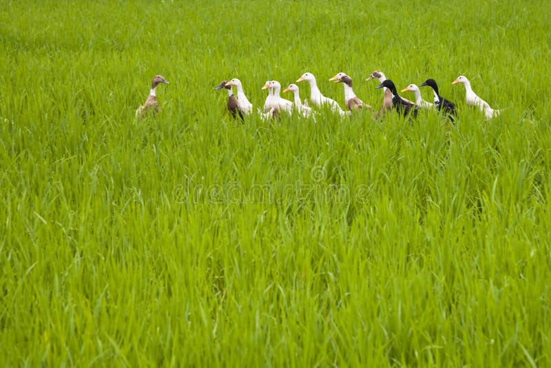 Bali ducks stock image. Image of background, animals, chenggu - 6305201