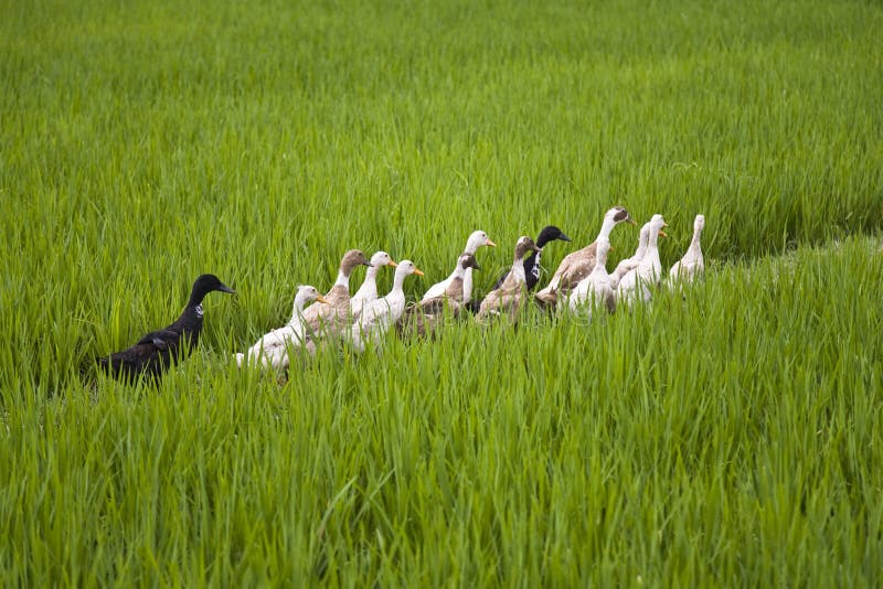 Bali ducks stock image. Image of farmer, rice, field, cultivate - 6363743