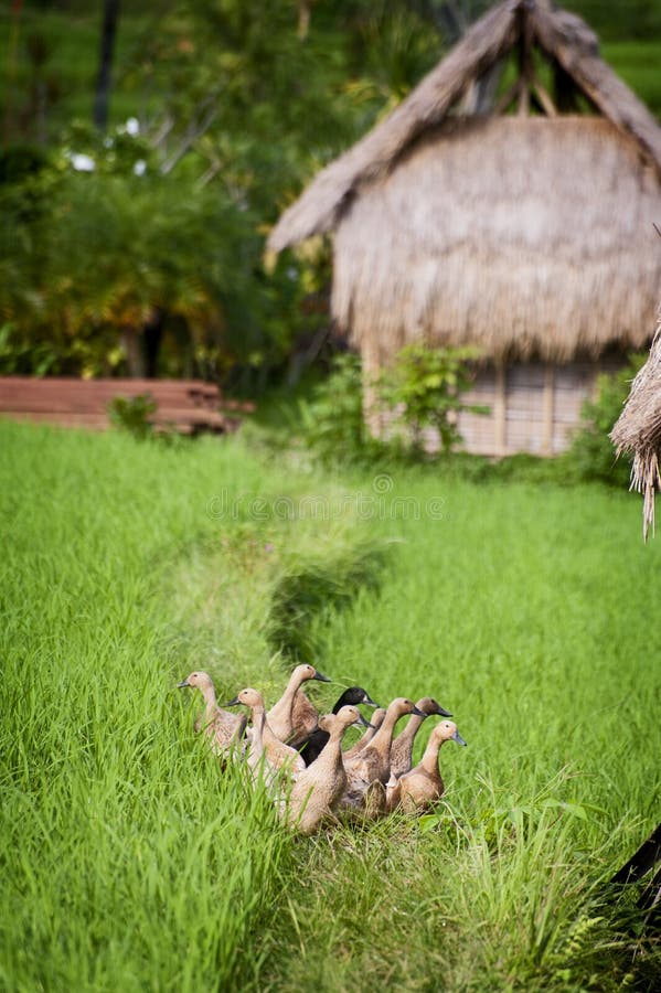 Bali Ducks stock photo. Image of black, head, duck, agriculture - 32495884