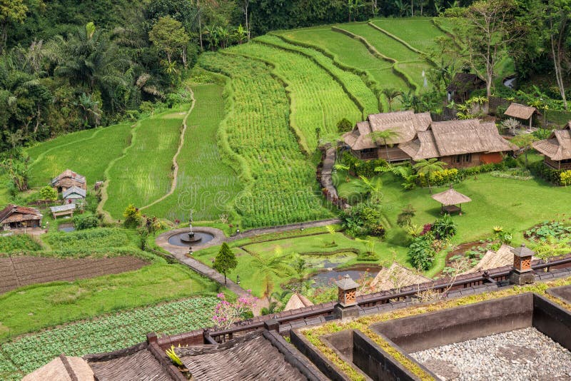 Bali Farm and Rice Paddies stock photo. Image of rice - 34506926