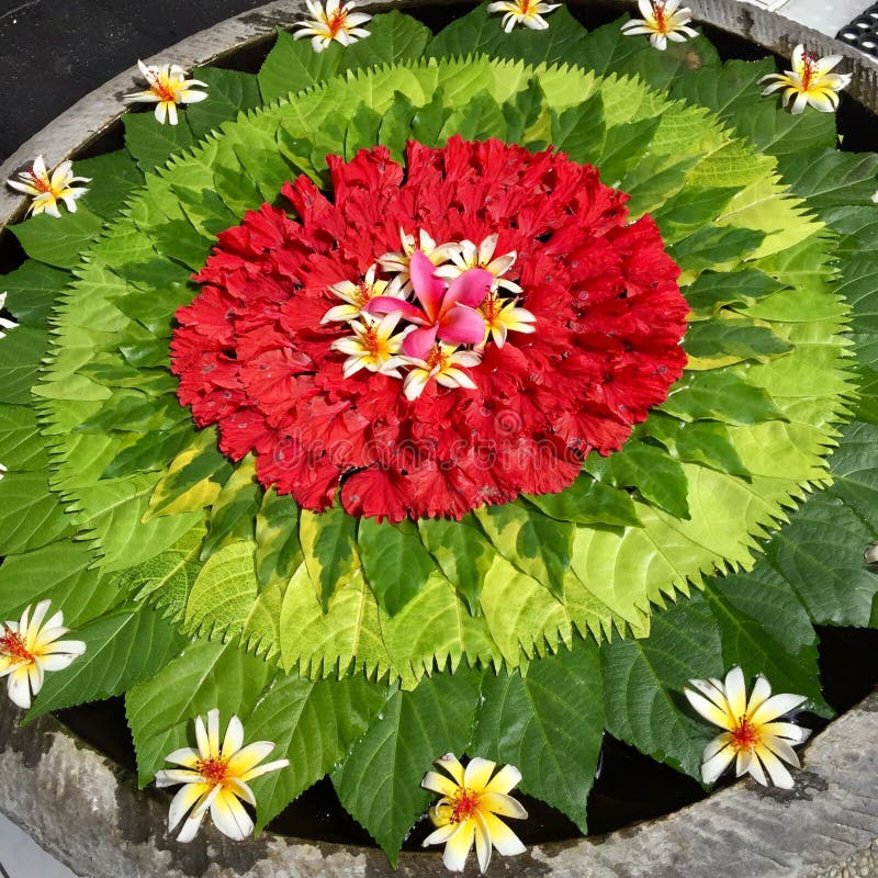 Bali flower art stock photo. Image of plumeria, pattern - 79731434