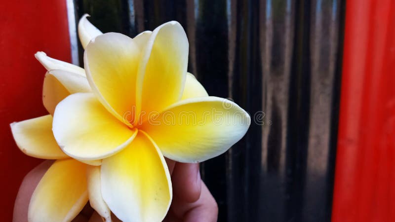 Bali Flower Held Against a Colorful Wall Stock Image - Image of tulip ...
