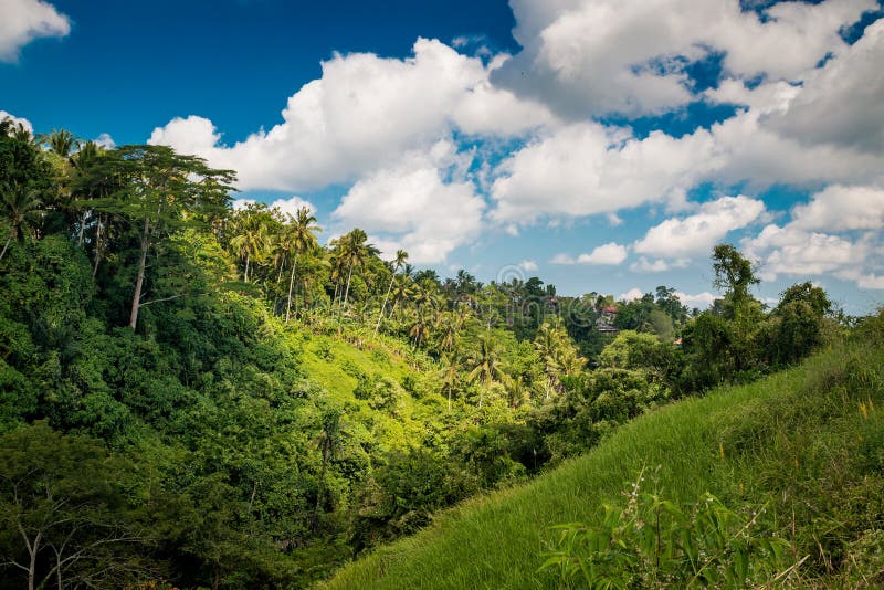 Bali forest near Ubud stock image. Image of beautiful - 171447971