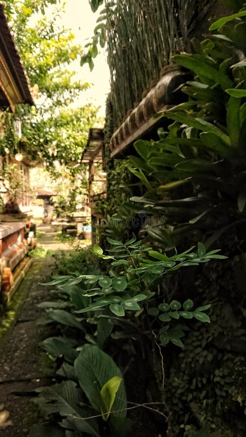 Bali Green Garden Simple Design Stock Photo - Image of design, simple ...