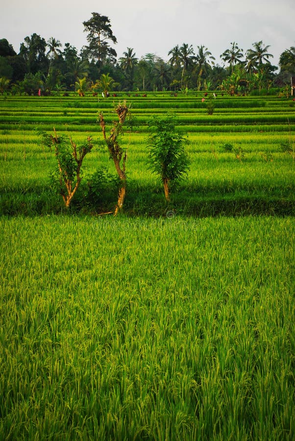 Bali Indonesia. Green Rice Fields on Bali Island Stock Image - Image of ...