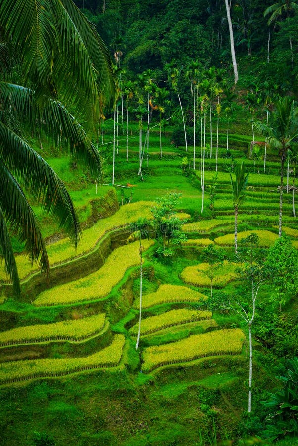 Bali Indonesia. Green Rice Fields on Bali Island Stock Photo - Image of ...