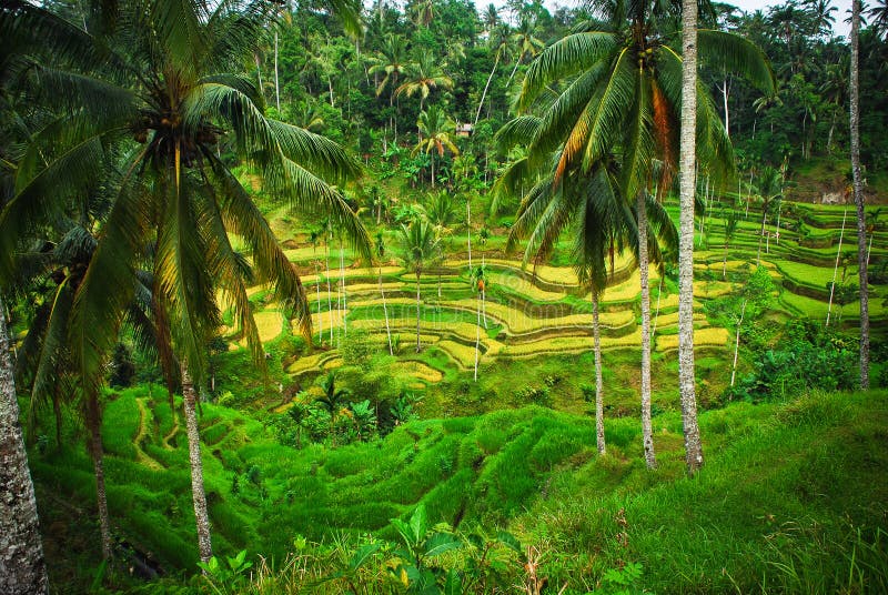 Bali Indonesia. Green Rice Fields on Bali Island Stock Photo - Image of ...