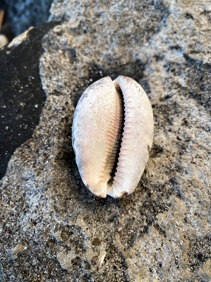 Bali, Indonesia: Seashell View Stock Image - Image of closeup, beach ...