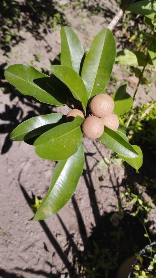 Bali Island, 11 August 2023 : Sapodilla Fruit on a Tree in the Orchard ...