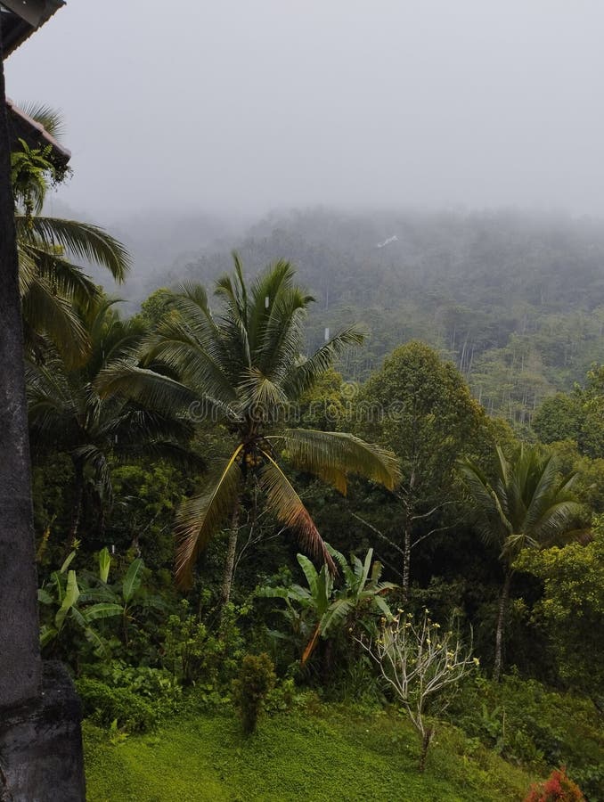 Bali Island - Coconut Tree in Tropical Rain Forest during Fog Stock ...