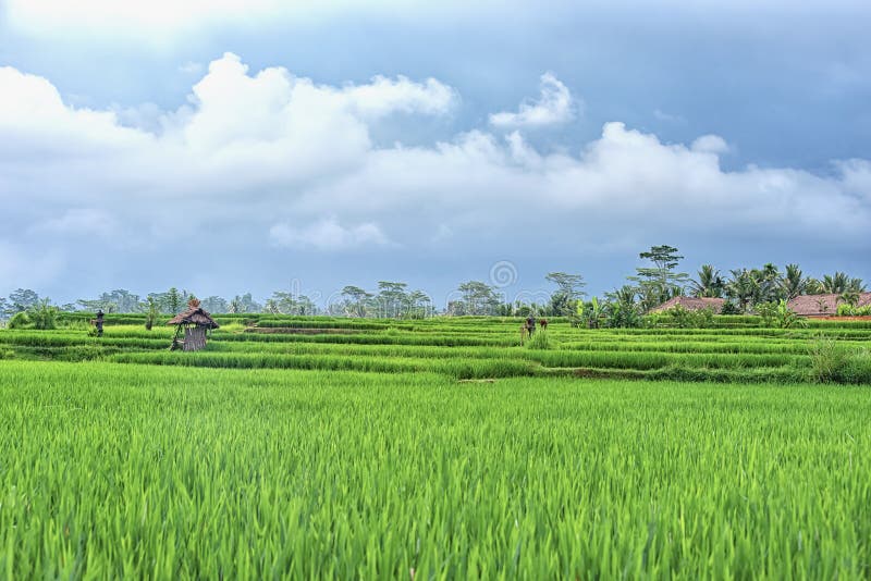 Bali island landscape stock photo. Image of paddy, grass - 232789230