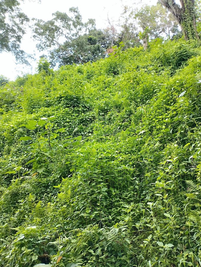Bali Island, 18 May 2023 : Green Grass in the Rain Forest. Natural ...