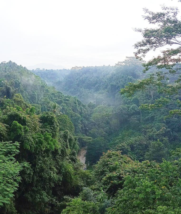Bali jungle ravine stock photo. Image of nature, bali - 252297440