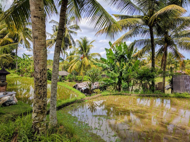 Bali-Landschaft, Indonesien Stockfoto - Bild von landschaft, indonesien ...