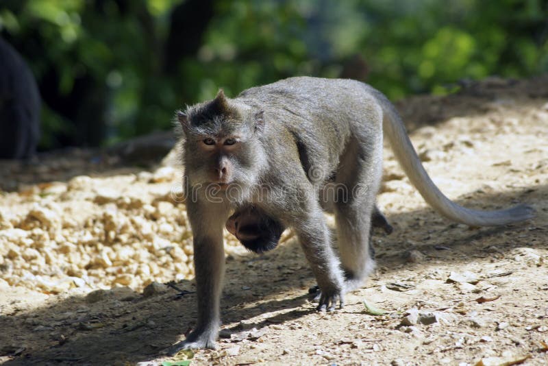 Bali Macaques, Monkeys on Lombok Island, Indonesia Stock Photo - Image ...