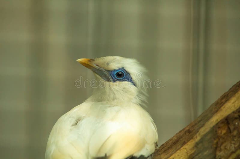 Bali maina rare bird stock photo. Image of black, maina - 328537890