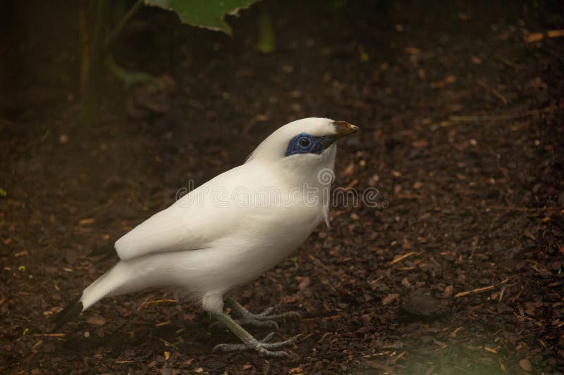 Bali maina rare bird stock image. Image of grassland - 311441987