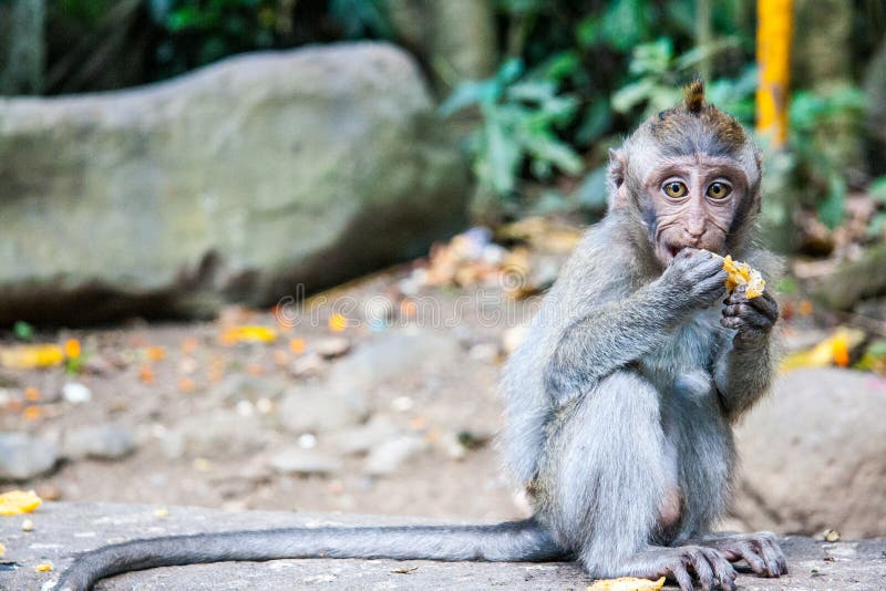 Bali Monkey stock photo. Image of forest, bali, professional - 78233458