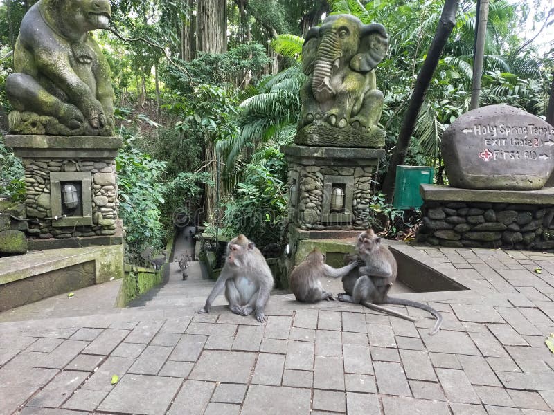 Bali Monkey Temple stock photo. Image of jungle, monument - 222661224
