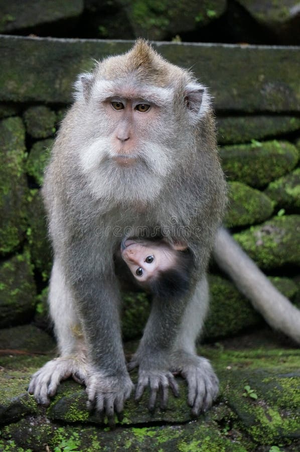 Bali monkey stock photo. Image of facial, ubud, indonesia - 41134476