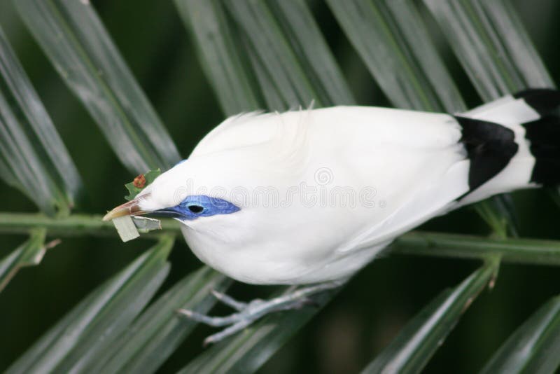 The Bali Mynah at the Branch Hk Park Stock Image - Image of sightseeing ...