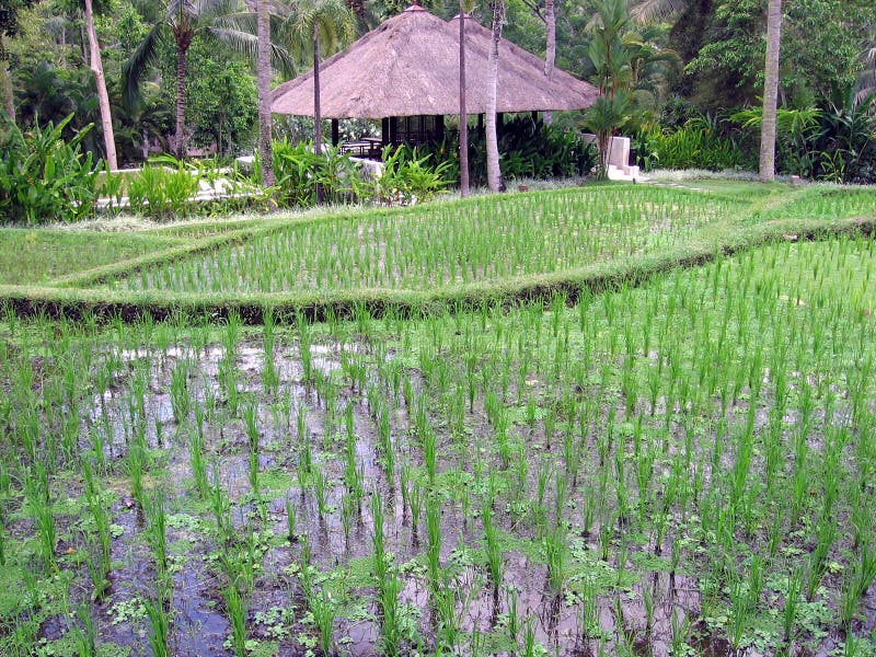 Bali. Rice bay stock image. Image of farm, design, indonesia - 5875707
