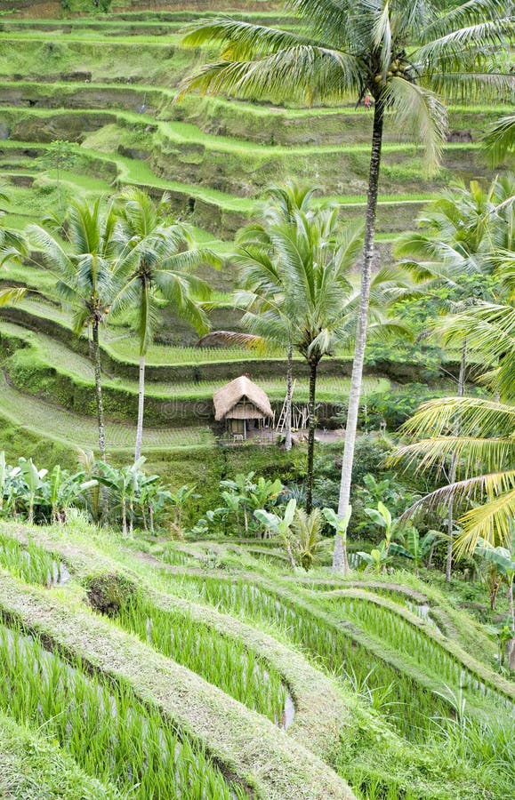 Bali rice field stock photo. Image of agriculture, farm - 16582664