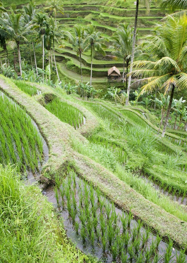Bali rice field stock photo. Image of countryside, hill - 16582850