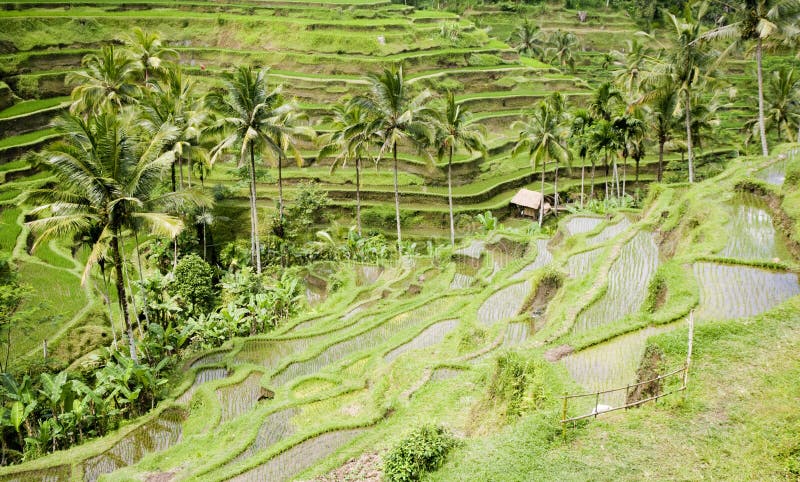 Bali rice field stock photo. Image of bali, farmer, terraces - 16734732