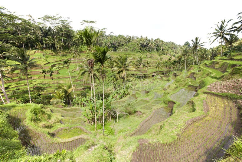 Bali rice field stock photo. Image of farm, rice, cultivate - 16736794