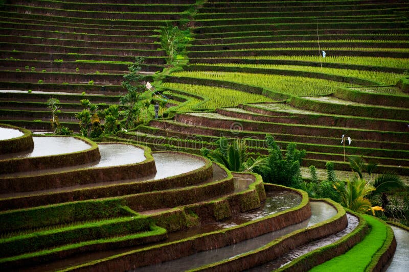 Bali Rice Field stock image. Image of agriculture, hill - 28114341