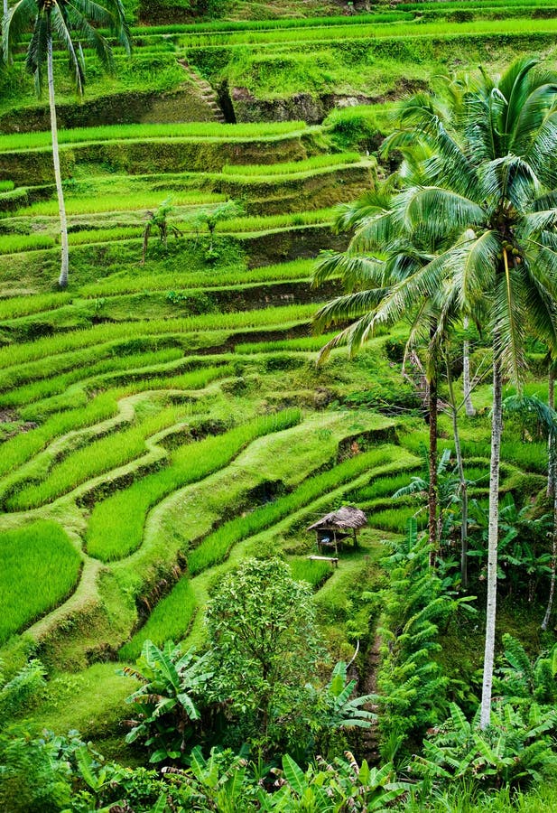 Bali Rice Field stock image. Image of agriculture, hill - 28114341