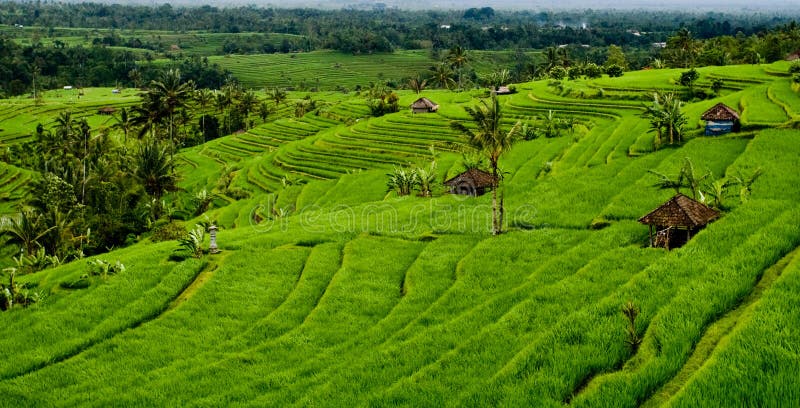 Bali Rice Fields stock image. Image of nature, view, bali - 20426323
