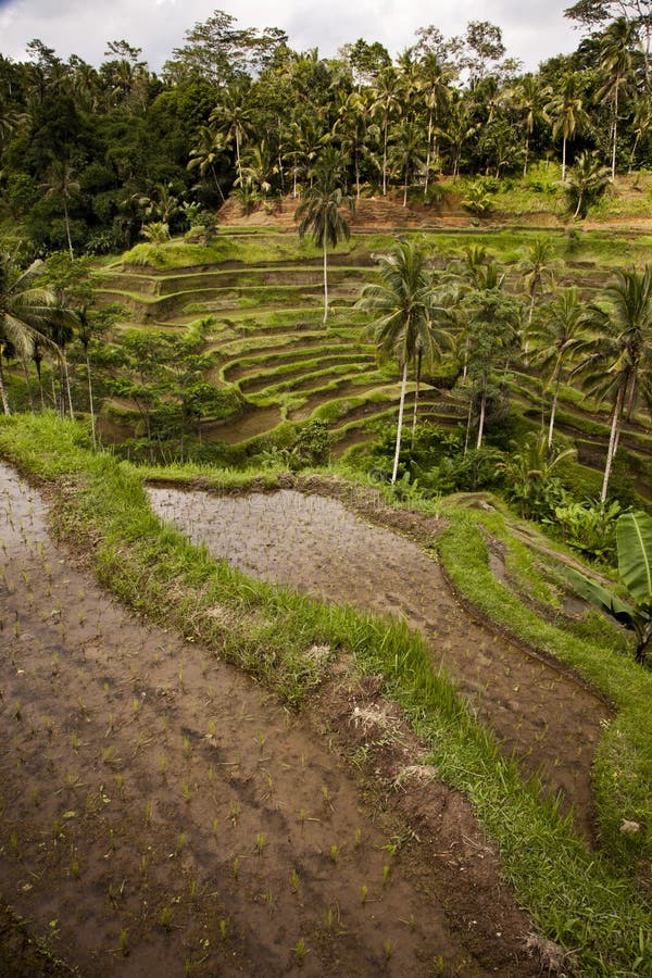 Bali rice fields vertical stock photo. Image of fields - 68689432