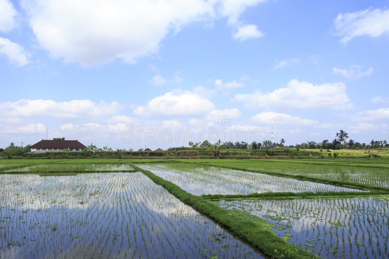Bali rice lands stock image. Image of time, rice, clean - 185886901